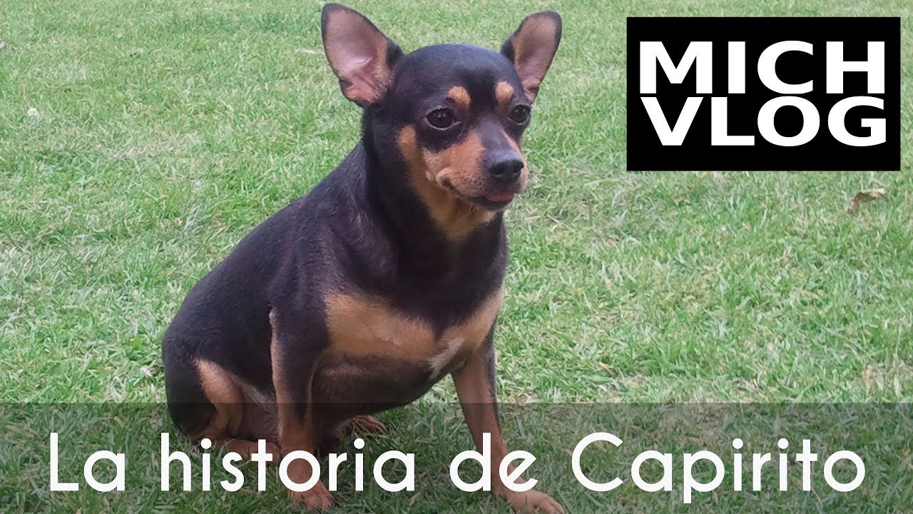 La historia de Capirito - YouTube