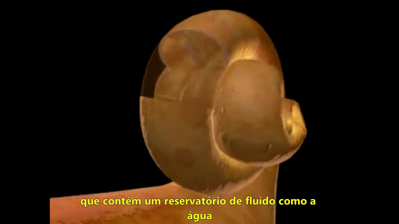 Como funciona nosso Labirinto (Audição e Equilíbrio Corporal) - YouTube