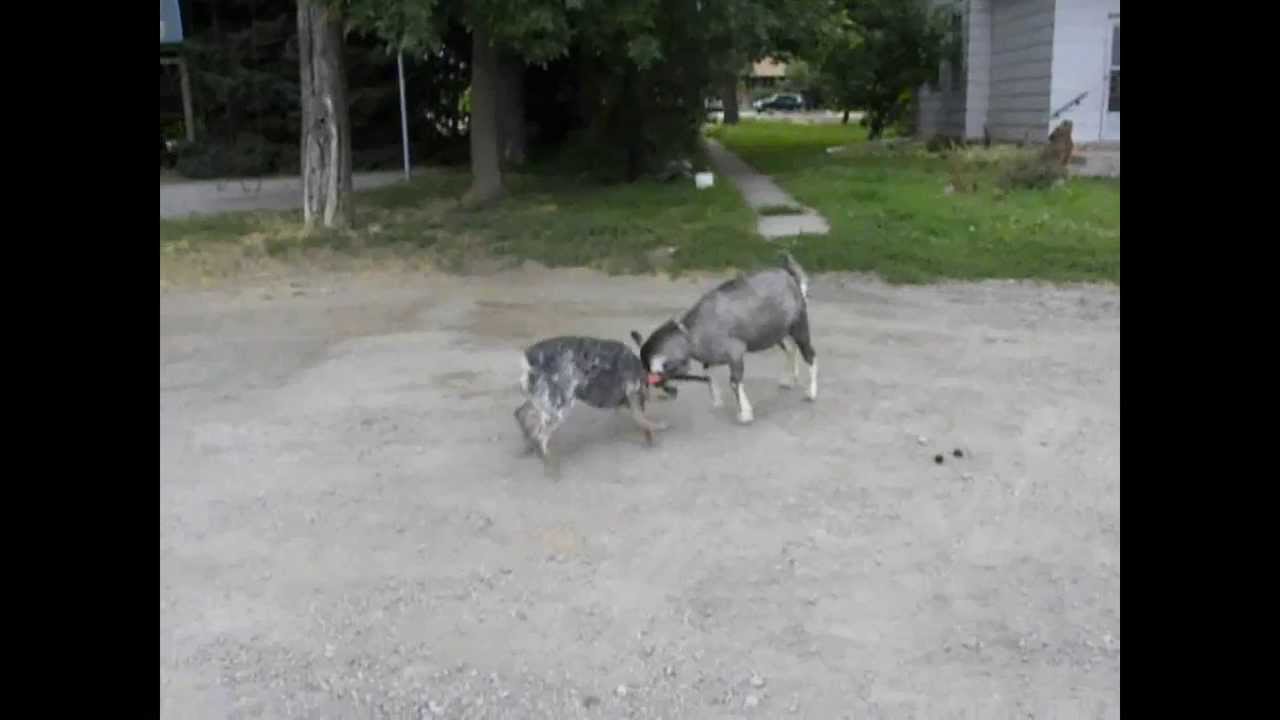 Goat vs dog (playing together) - YouTube