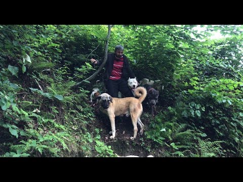 BAŞKANLIK SEÇİMİ ÖNCESİ KÖPEKLERLE DAĞDA GEZİ YAPTIK :) seçim pabloyla baron arasında geçecek :))