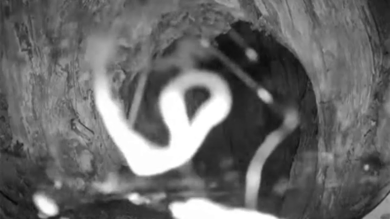 Cellar Spider takes down thick cobweb ~ ©Audubon Starr Ranch - YouTube