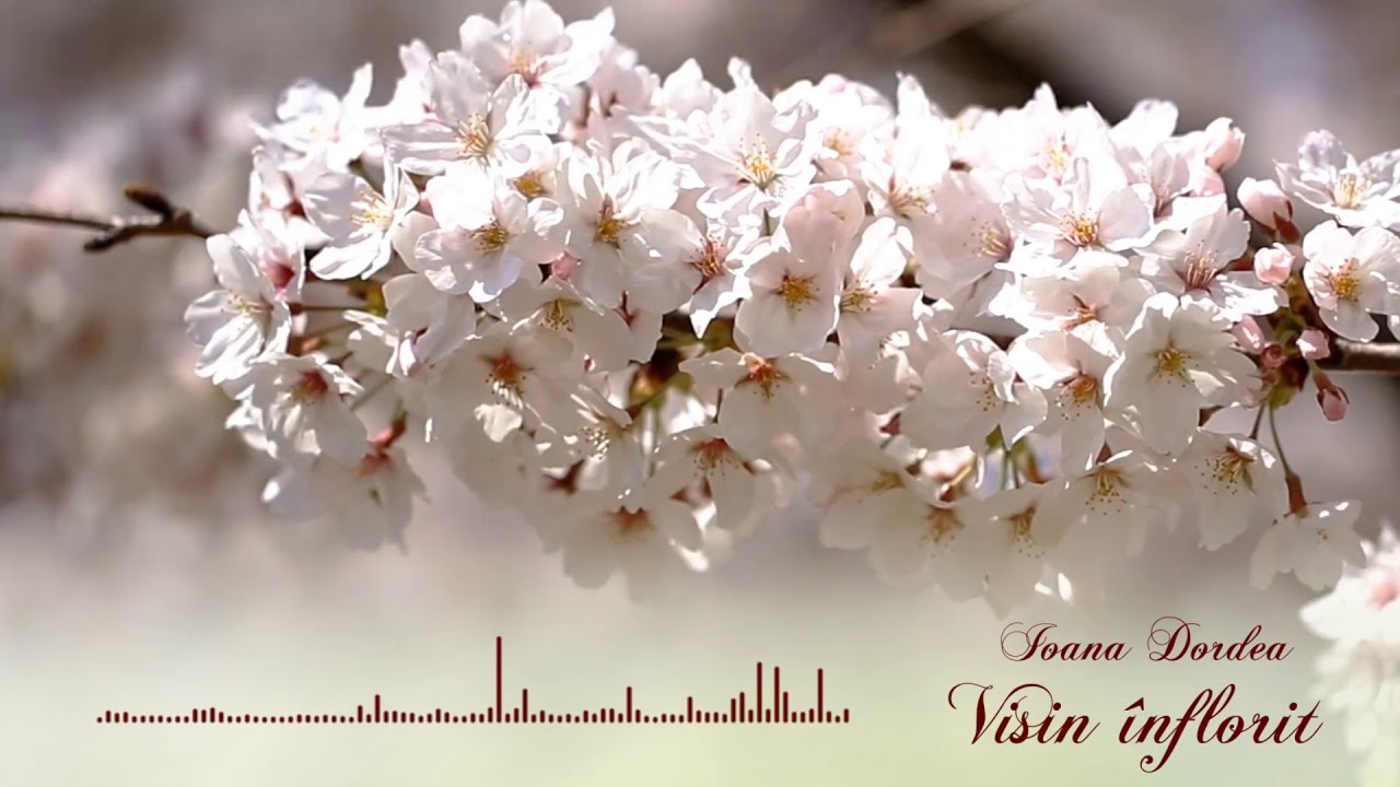 Visin inflorit - Ioana Dordea - YouTube
