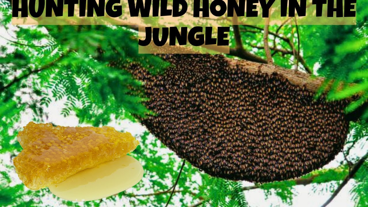 WILD HONEY IN THE JUNGLE, Pulot-pukyutan, fishing, BUSHCRAFT, survival ...