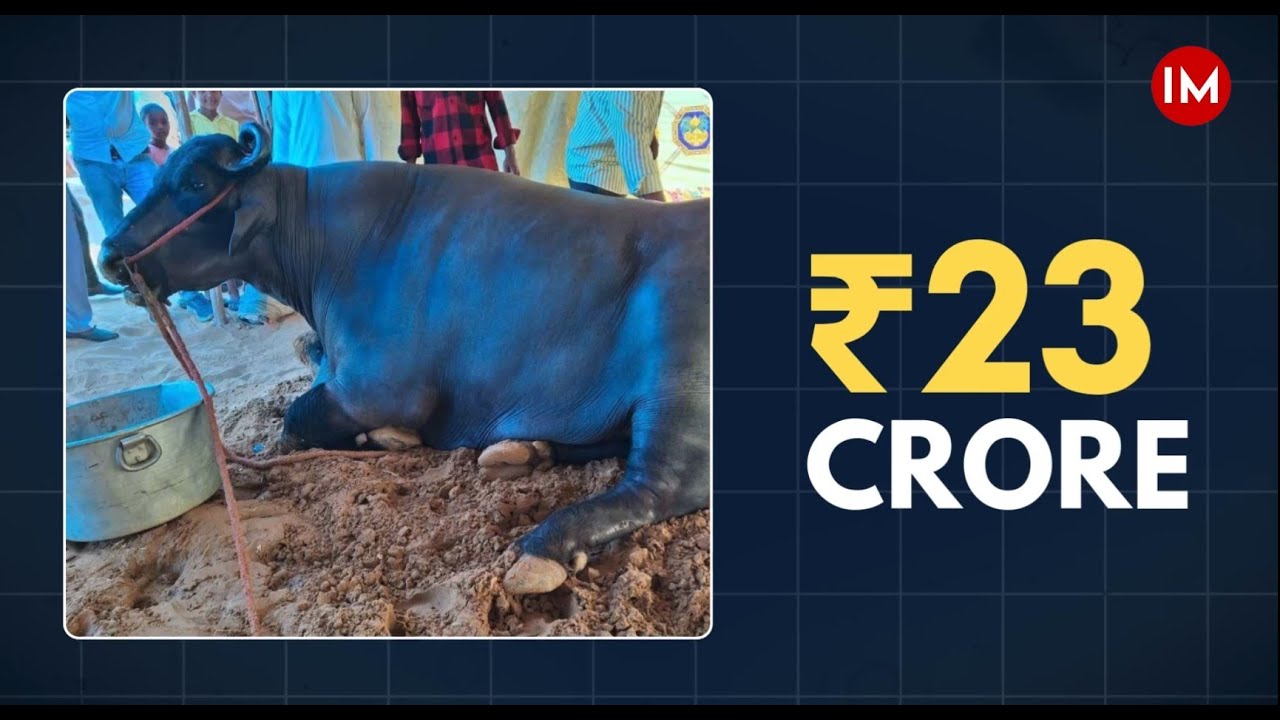 23 Crore Buffalo & 16 Crore Horse! Why the Pushkar's Camel Fair is a ...