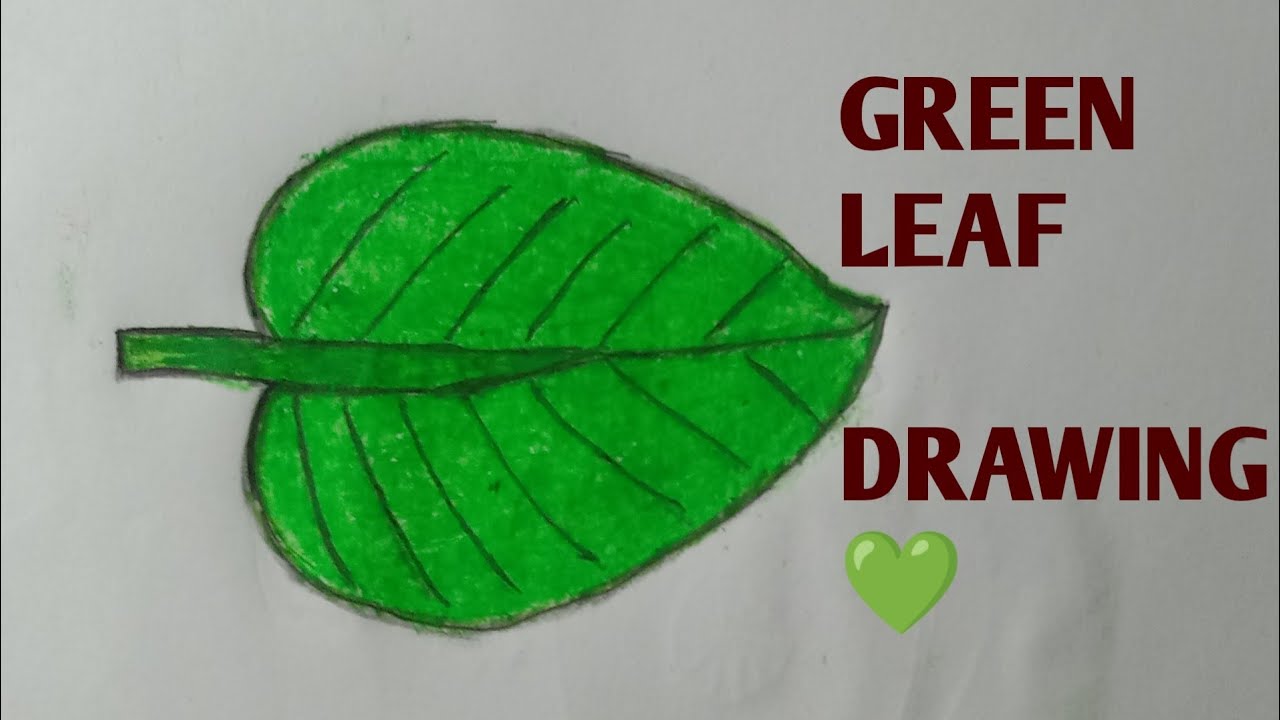 How to draw small green leaf/green leaf drawing step by step/কিভাবে ...