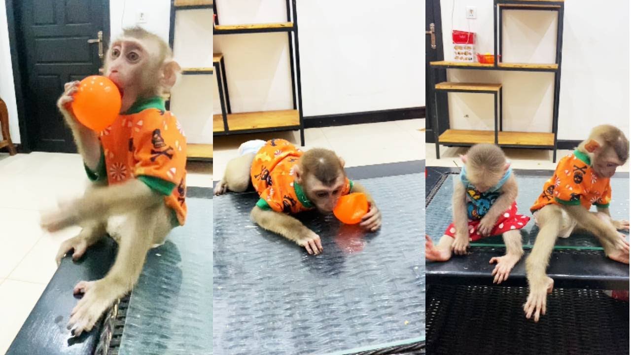 Dad training Monkey Bryyan how to get the ball - YouTube