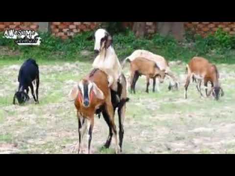 Goat Mating process start this month chek this Video - YouTube