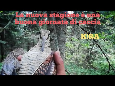 Amor Mio. Beccacce❤️ Yeni Mahsül Bir Av Günü ❤️