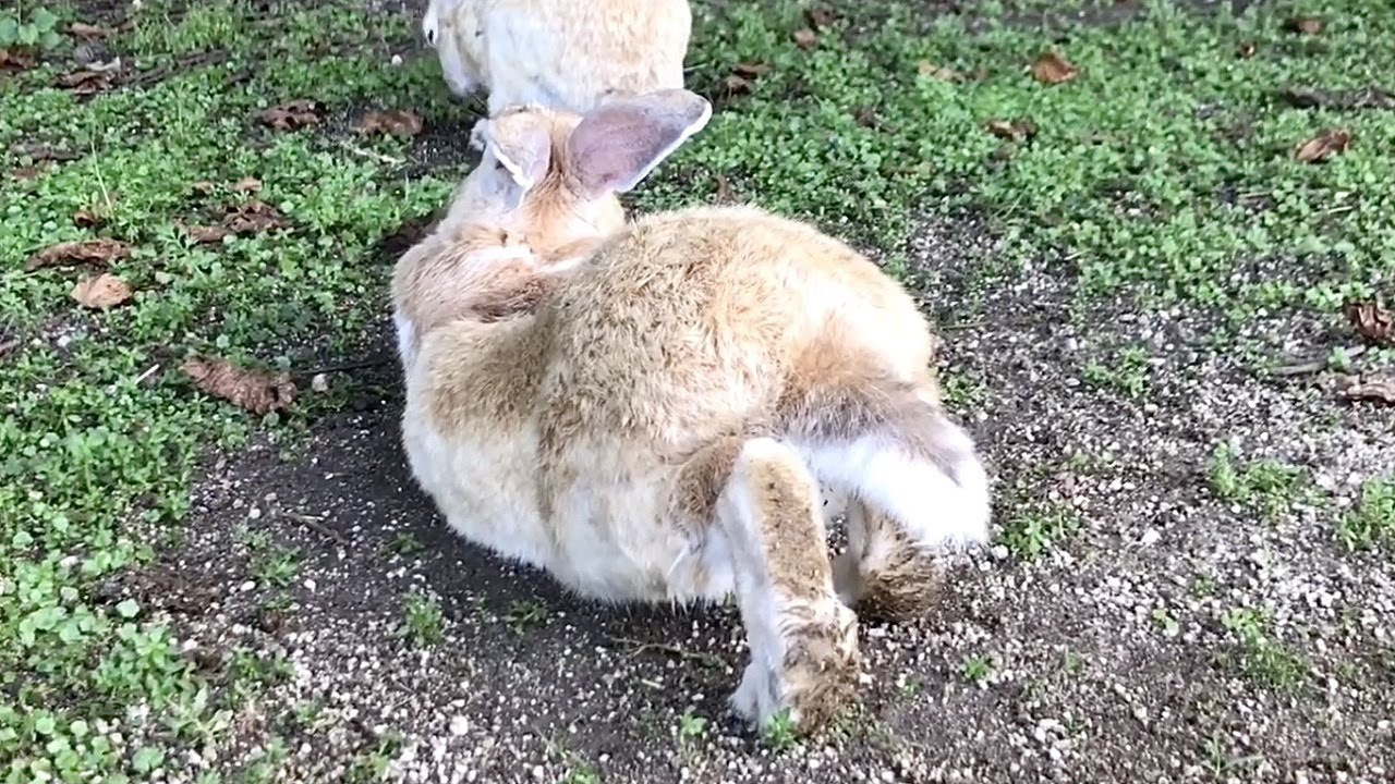 Rabbit laying down very slowly - YouTube