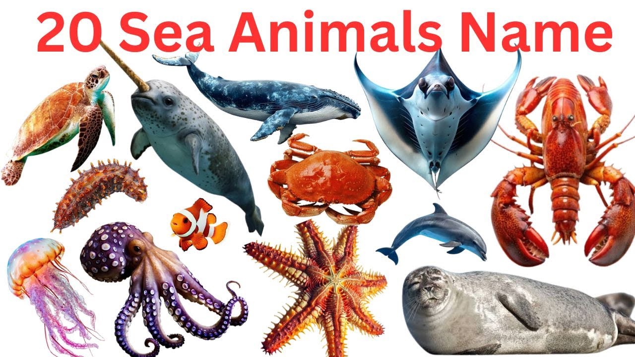 समुद्र में रहने वाले 20 के नाम |Names of 20 sea creatures |20 Sea ...
