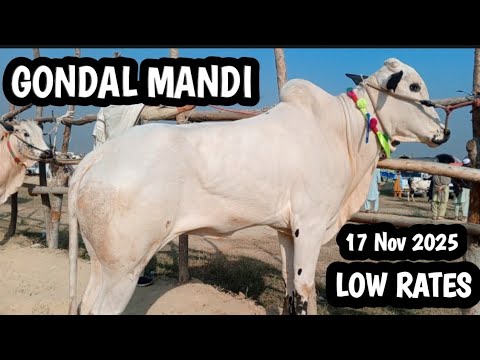 Gondal Mandi today update|17November 2025 |low rates bull in gondal ...