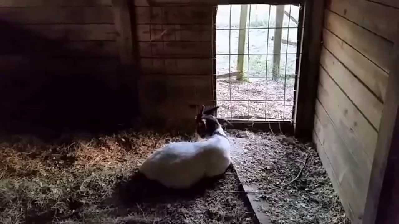 Goat Medical Emergency - YouTube