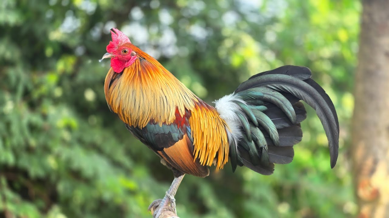 qaib dib f2 qaib qus daj thiab qaib liab qua zoo heev dib tuaj 100% ...