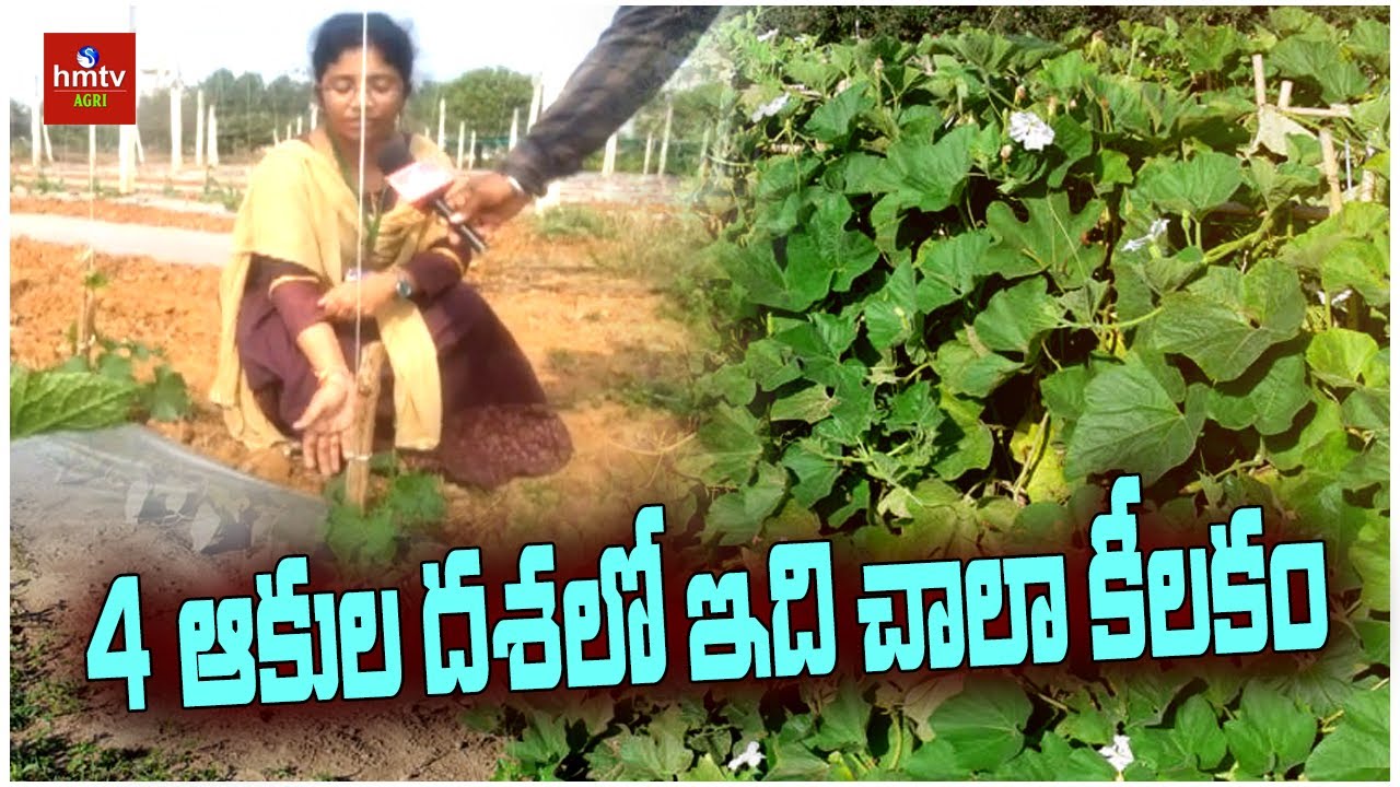 4 ఆకుల దశలో ఇది చాలా కీలకం | Precautions to be taken at the 4 leaf ...