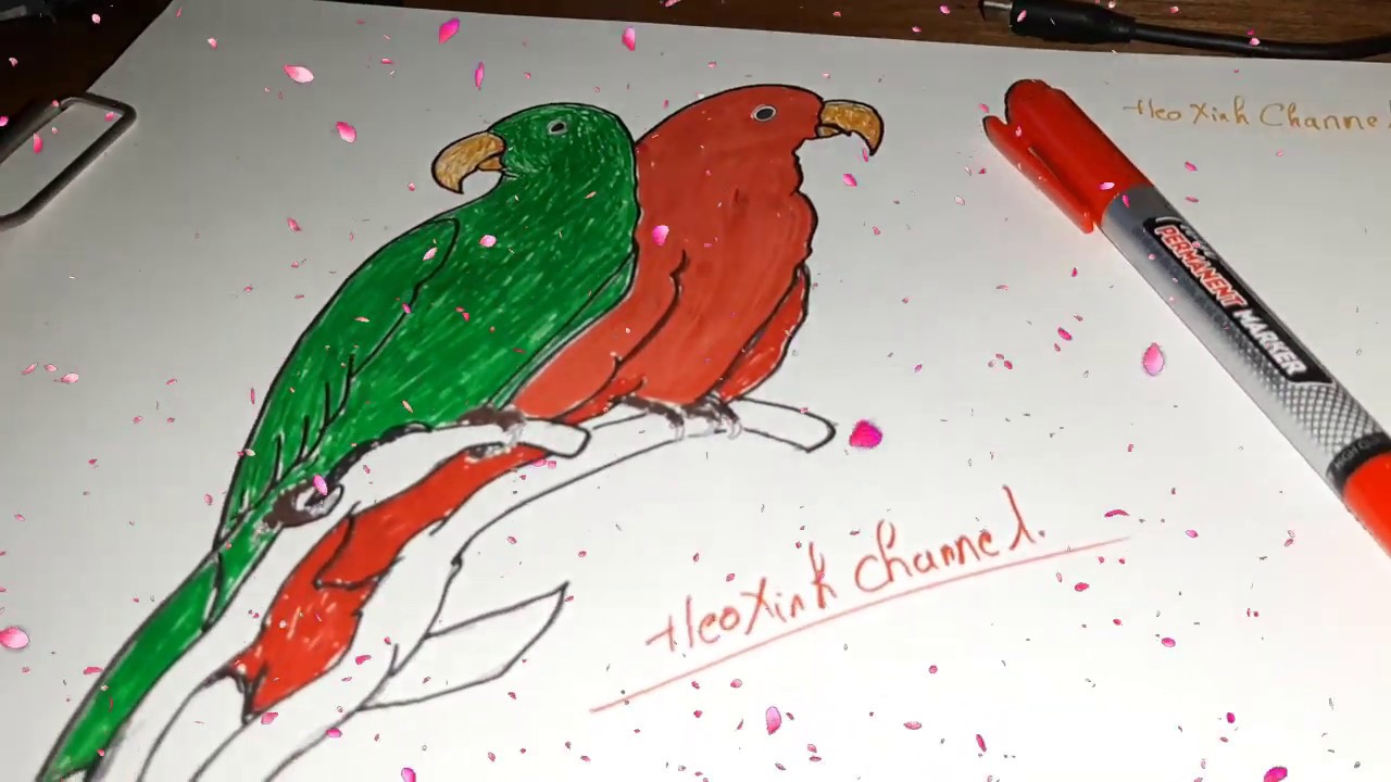 VẼ HAI CON CHIM KÉT CÓ LÔNG KHÁC NHAU(Draw two lovebirds in love) - YouTube