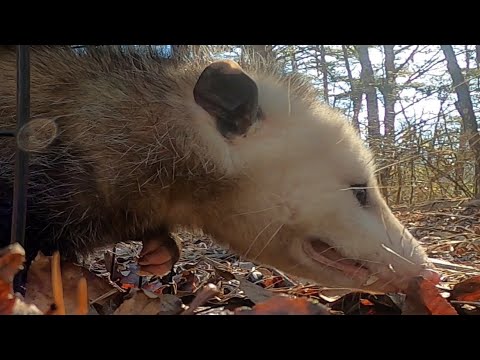 Catch and Release of a possum! - YouTube