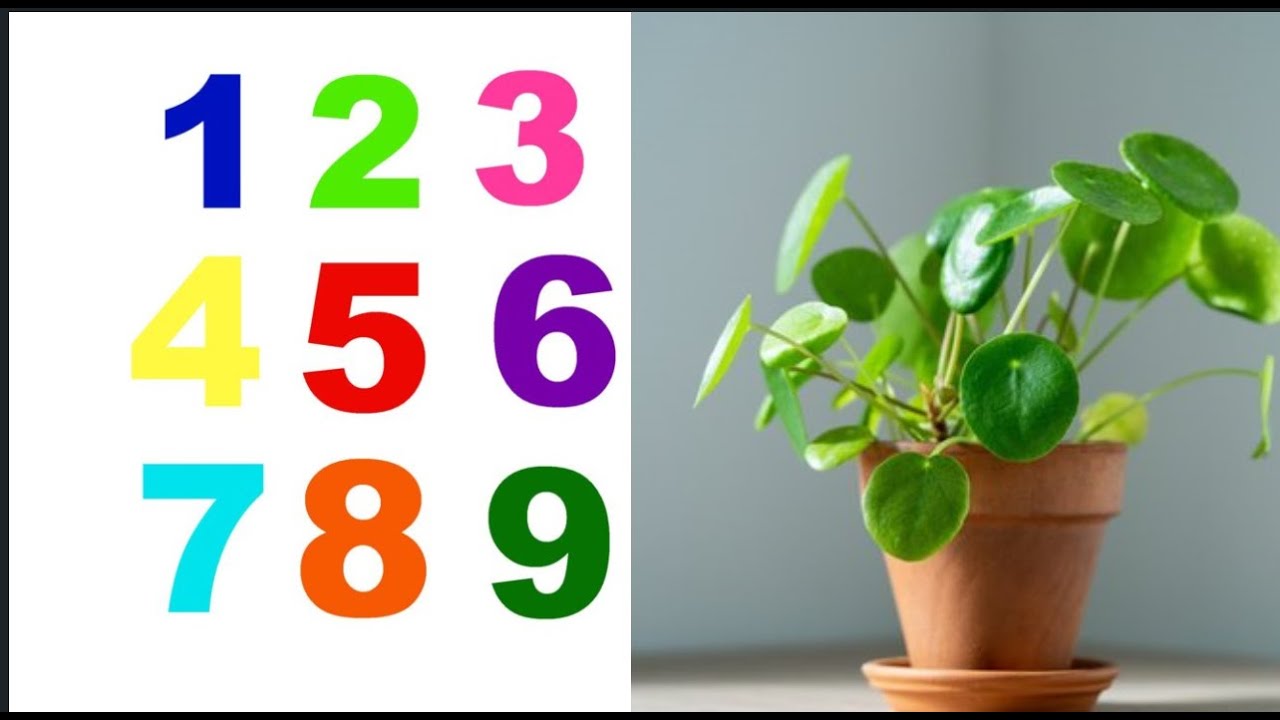 MAKING THE RIGHT CHOICE WITH NUMBERS ( PLANTS FOR LIFE PATH ) || 02-11 ...