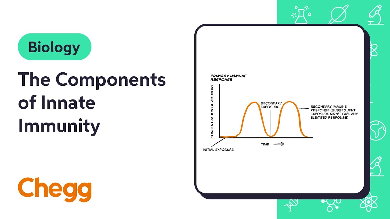 The Components of Innate Immunity | Biology - YouTube