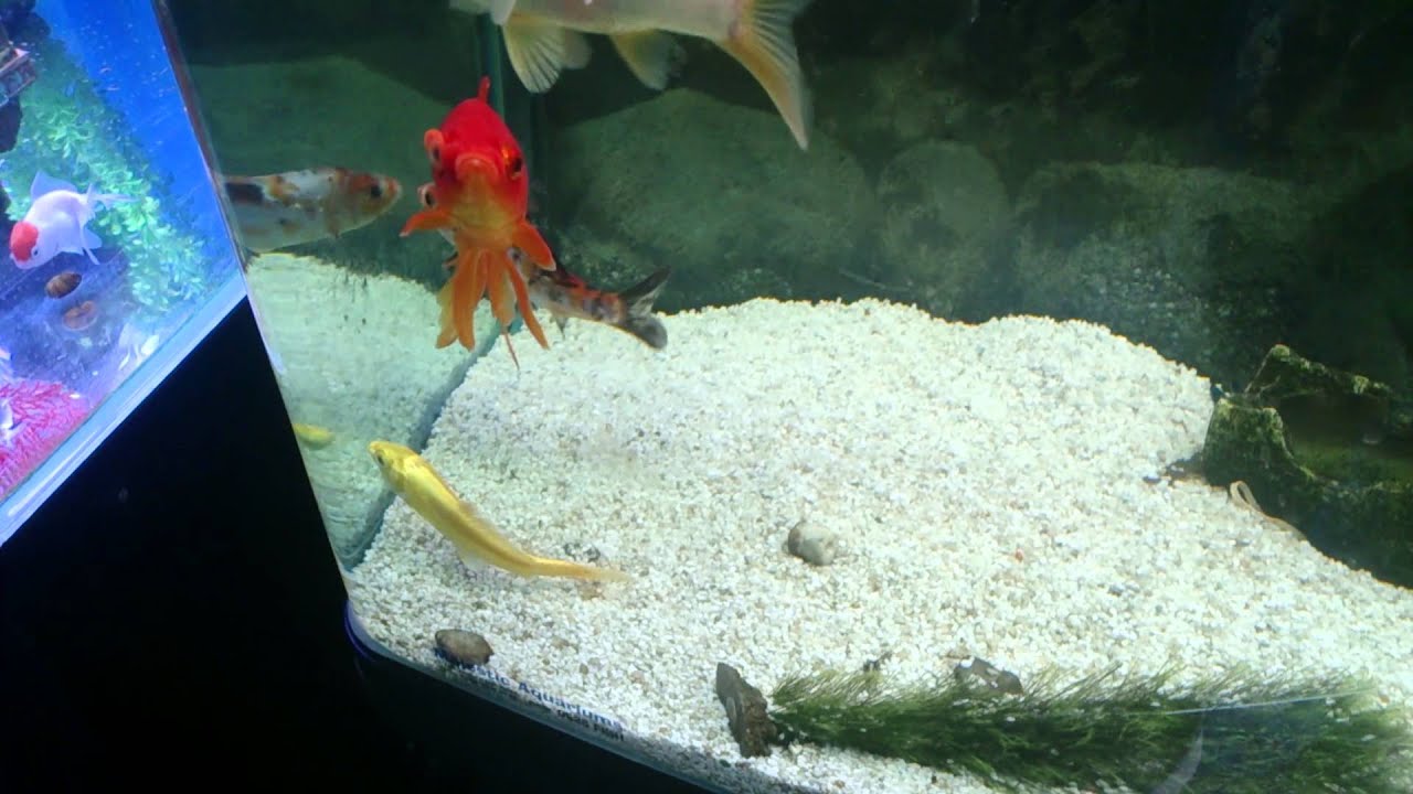 Are your fish too skinny? - YouTube