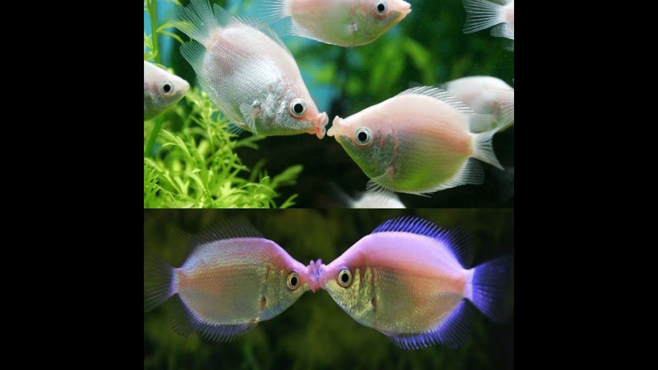 Kissing Gaurami | Kissing Fish | Kissers - YouTube