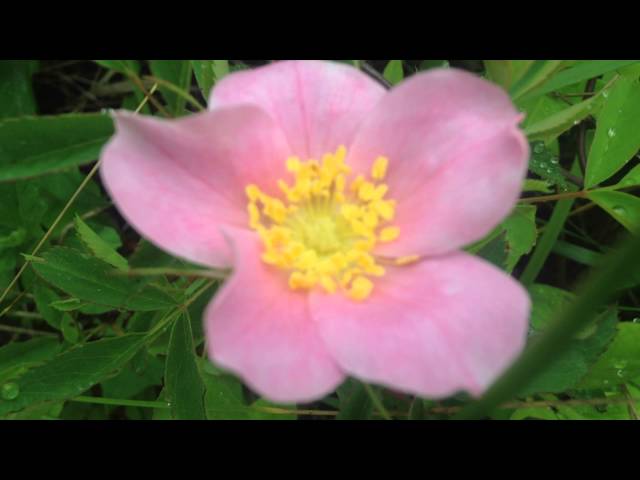 Pink Flowers With Five Petals