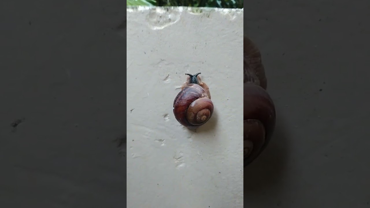 Snail - YouTube