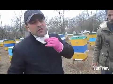 Kamran Seydəli.Qax. arıcılıq