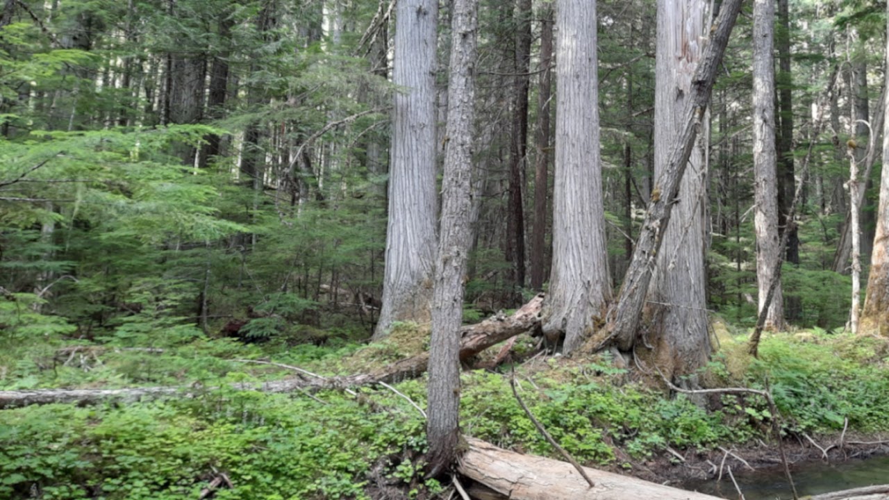 Wildcraft Forest Channel Live Stream - YouTube