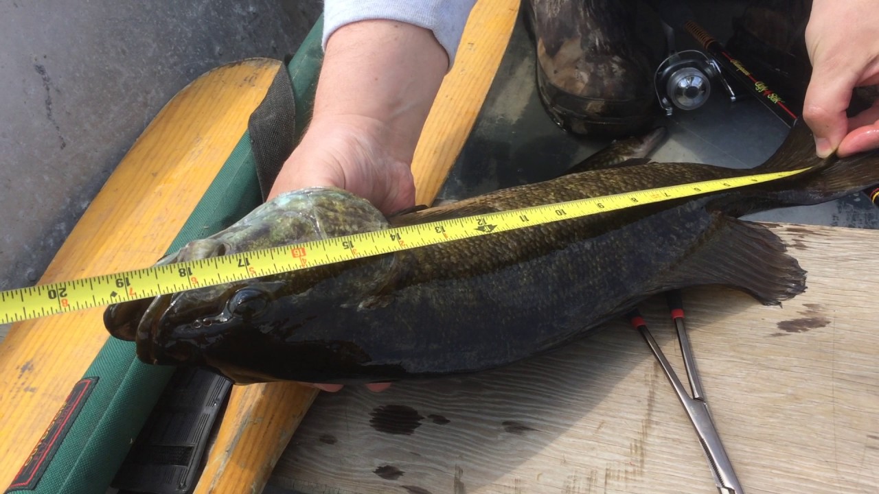 19+ inch smallmouth bass - YouTube