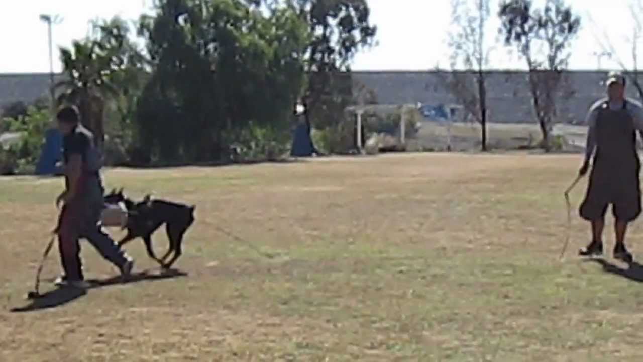 Rick with Kato vom Adlercrest - YouTube