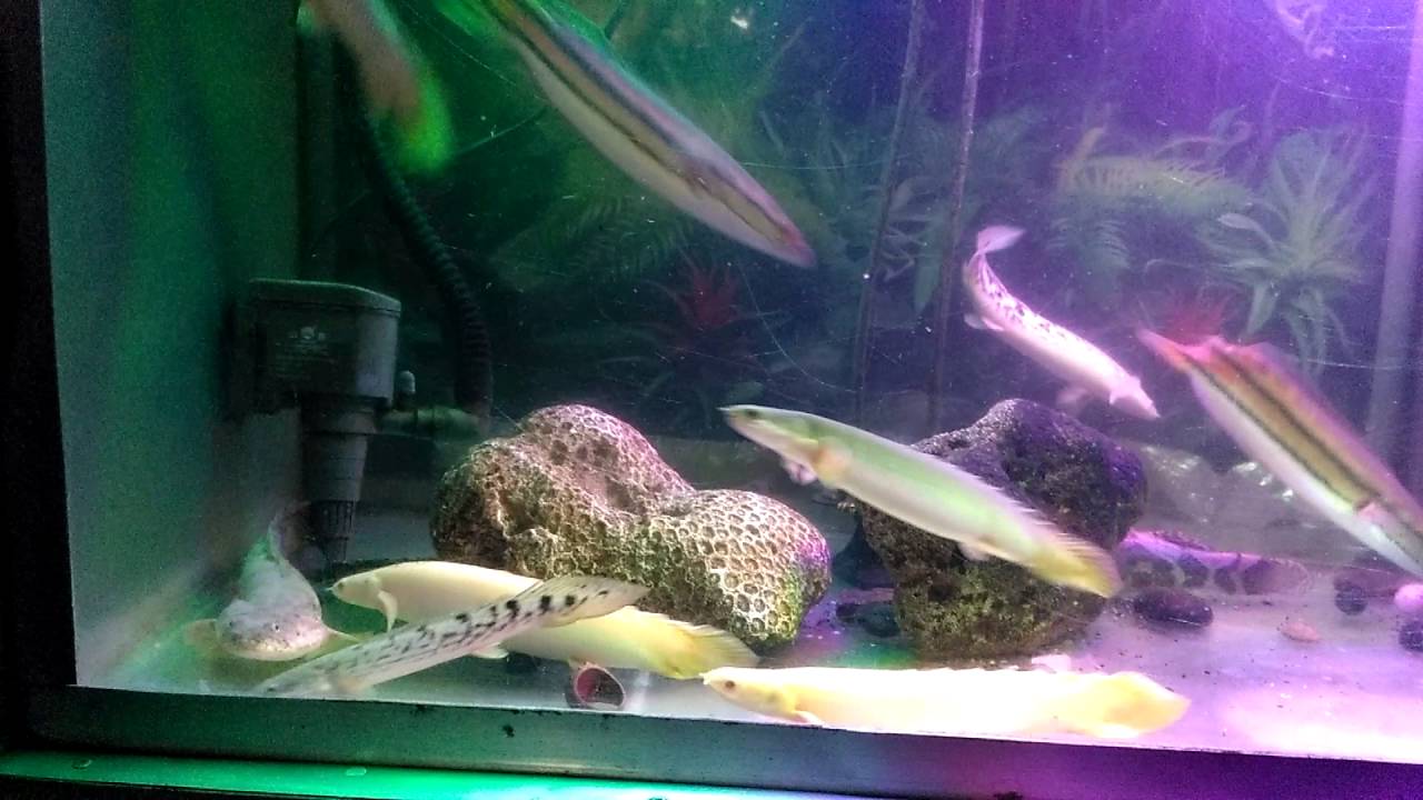 ikan naga/ ikan palmas dan gabus toman - YouTube