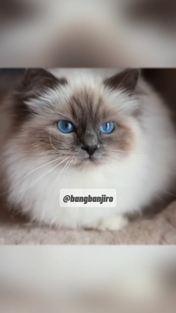 this is the scariest mutation animal in the world #shorts ...