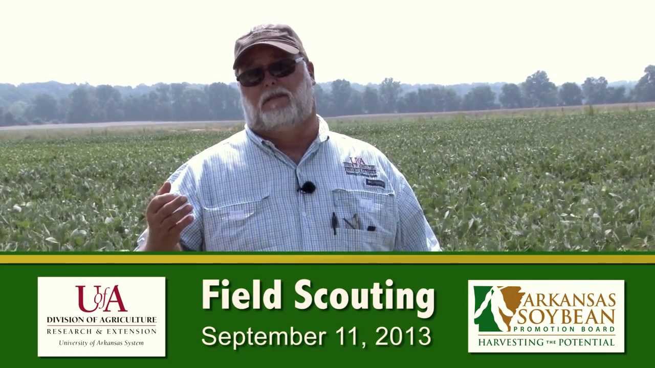 Soybean Field Scouting - YouTube