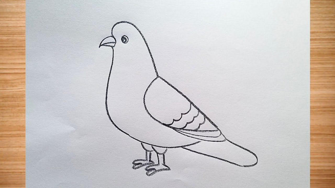 how to draw pigeon drawing easy step by step@aaravdrawingcreative1112 ...