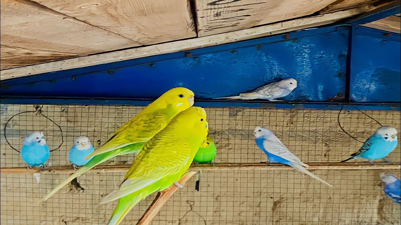 Budgies Chirping in Beautiful Environment |Cute budgies birds - YouTube