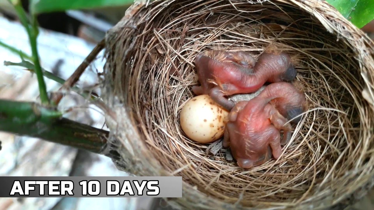 Bird hatching and brooding | How to Baby Bird Hatching - YouTube