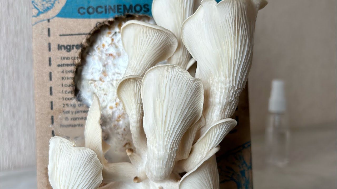 COMO CULTIVAR HONGOS EN CASA - YouTube
