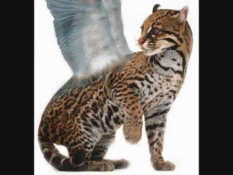 A Tribute to Winged Felines - YouTube