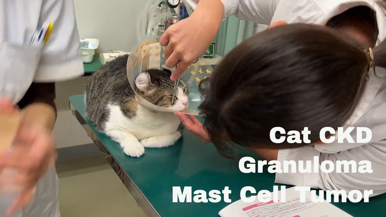 My Cat’s Battle: Facing CKD, Granuloma & Mast Cell Tumor - YouTube