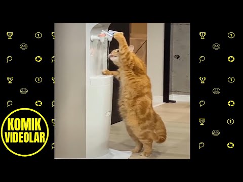 Komik Hayvan Fail Videoları (En Komik Hayvanlar Derleme 2020)