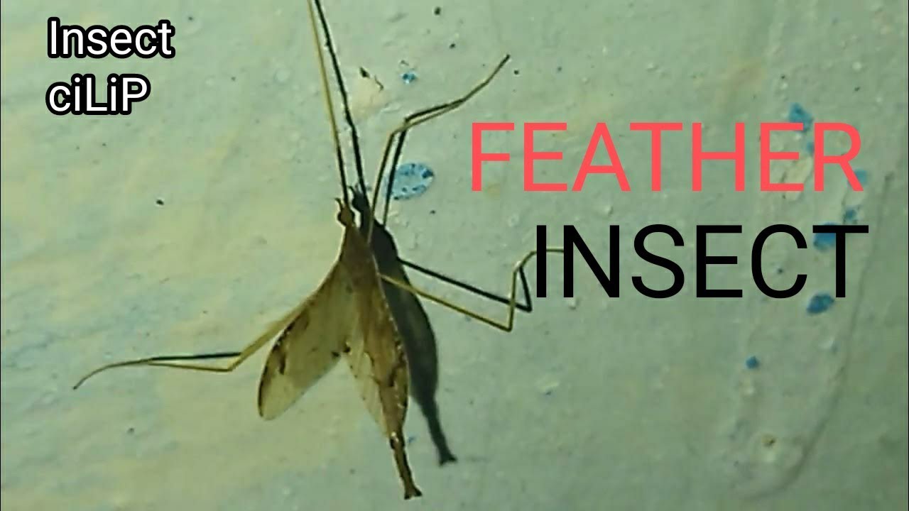 FEATHER INSECT BY mBm InSeCt WoRlD channel. - YouTube