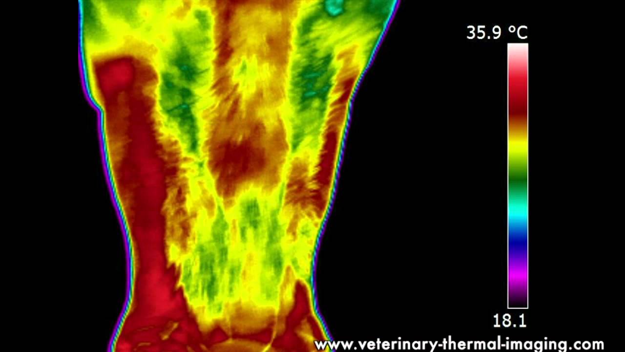 Dentist Medical Thermal Imaging