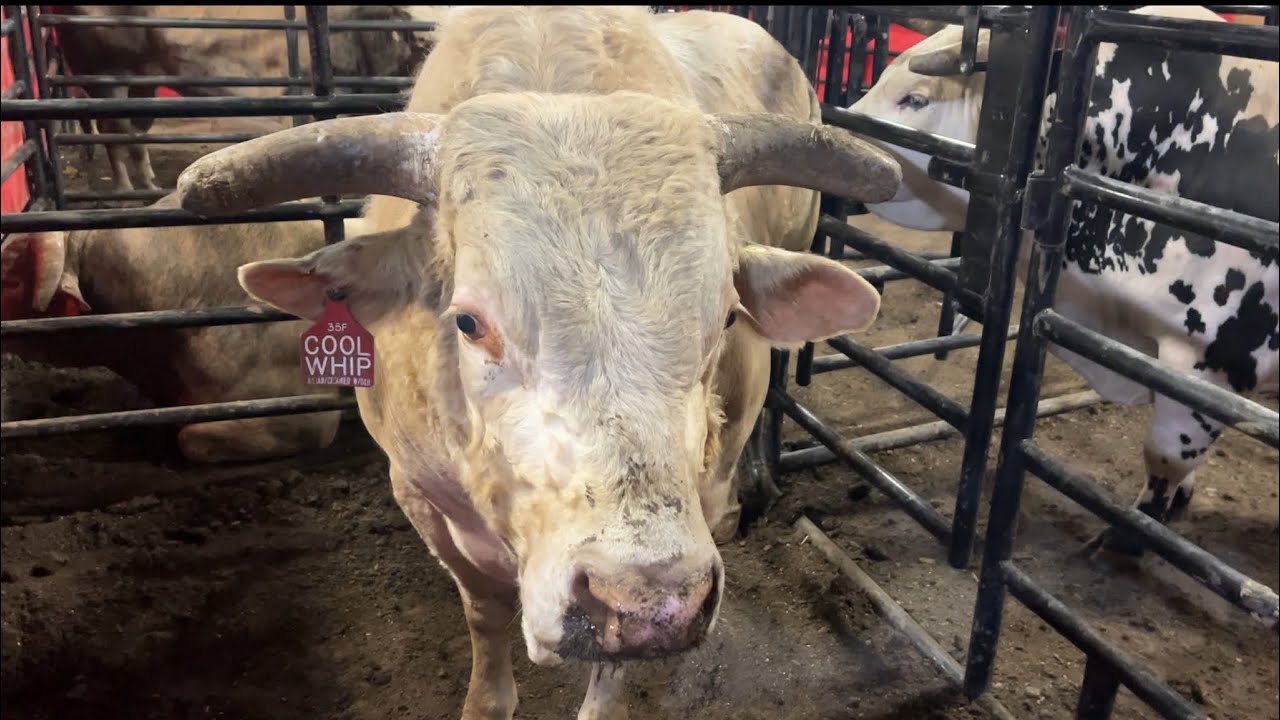 Cool Whip, One of the worlds best Bucking Bulls. - YouTube