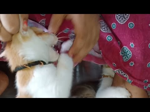 baby cat playing with human 😻 - YouTube