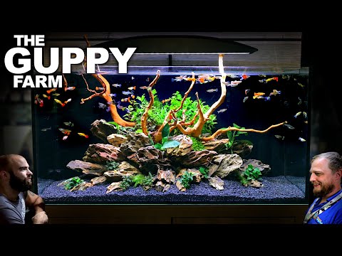 The Guppy Farm: EXOTIC Guppy, Island Style, All In One Aquarium (Aquascape Tutorial)