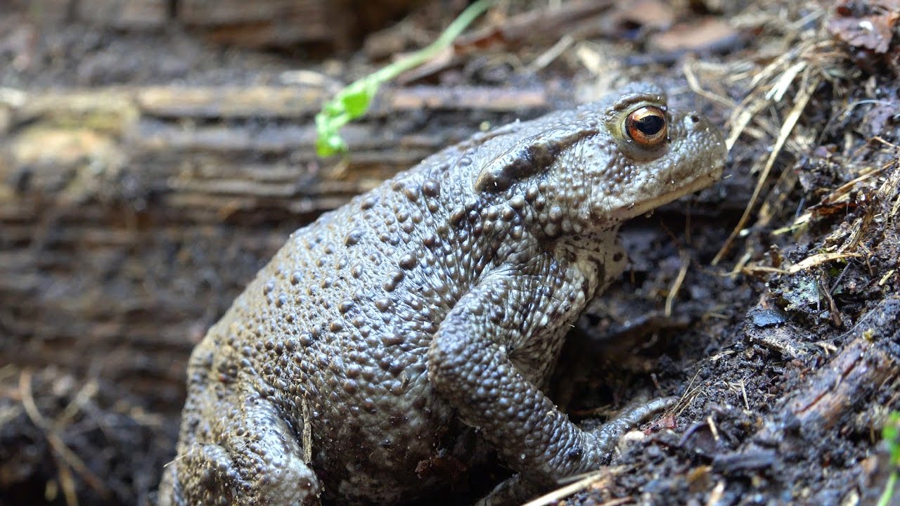 Big Bufo Bufo - Common Toad - Hackney - London Wildlife - YouTube
