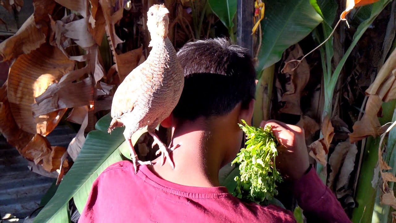 KAMUJU #GreyfrancolinBirdSound //Kowthari Sound - YouTube