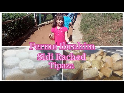Ferme Ibrahim Sidi Rached - Tipaza تحويسة في مزرعة سيدي راشد للأجبان ...