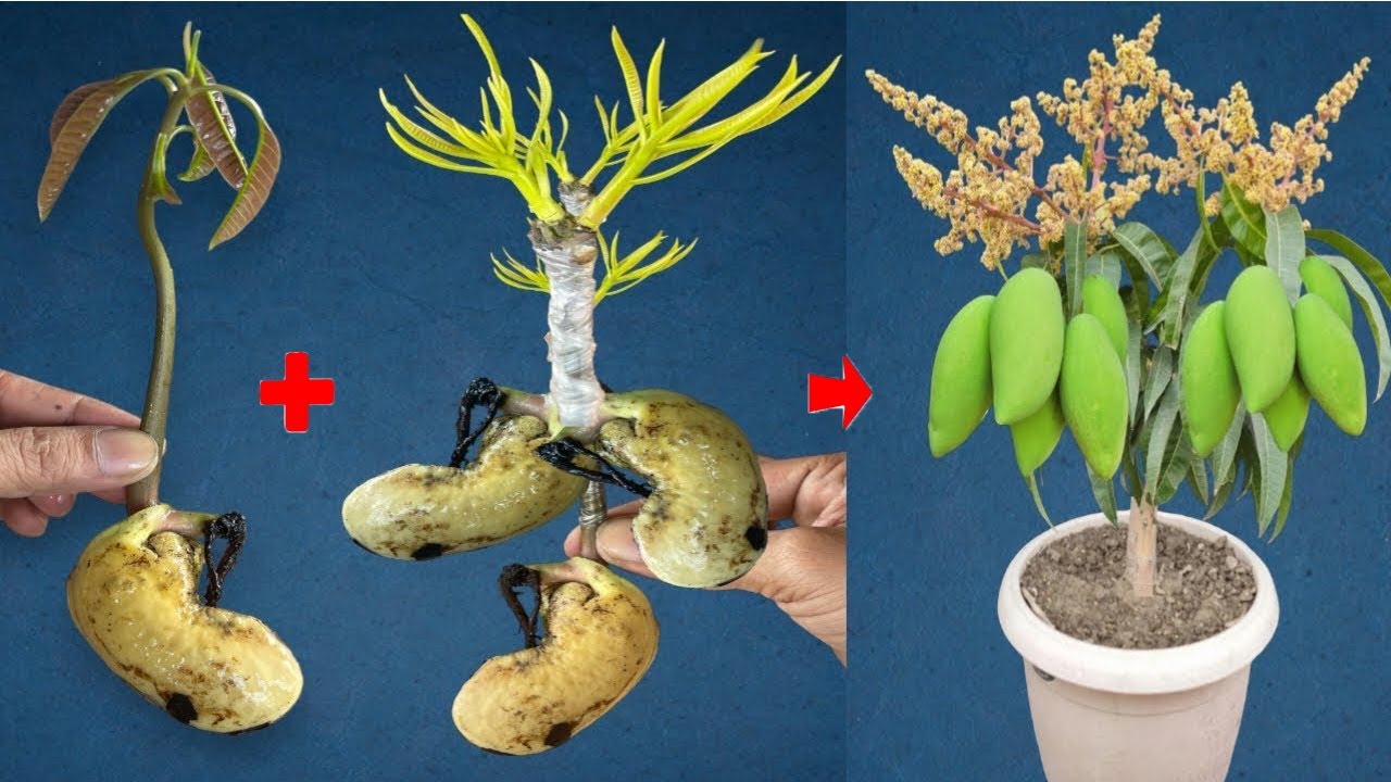 SUPER SPECIAL TECHNIQUE for propagating MANGO with Ong Tho milk, fast ...