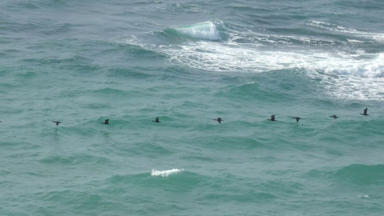 very low flight over the sea - Israel Nature - fz80 - YouTube